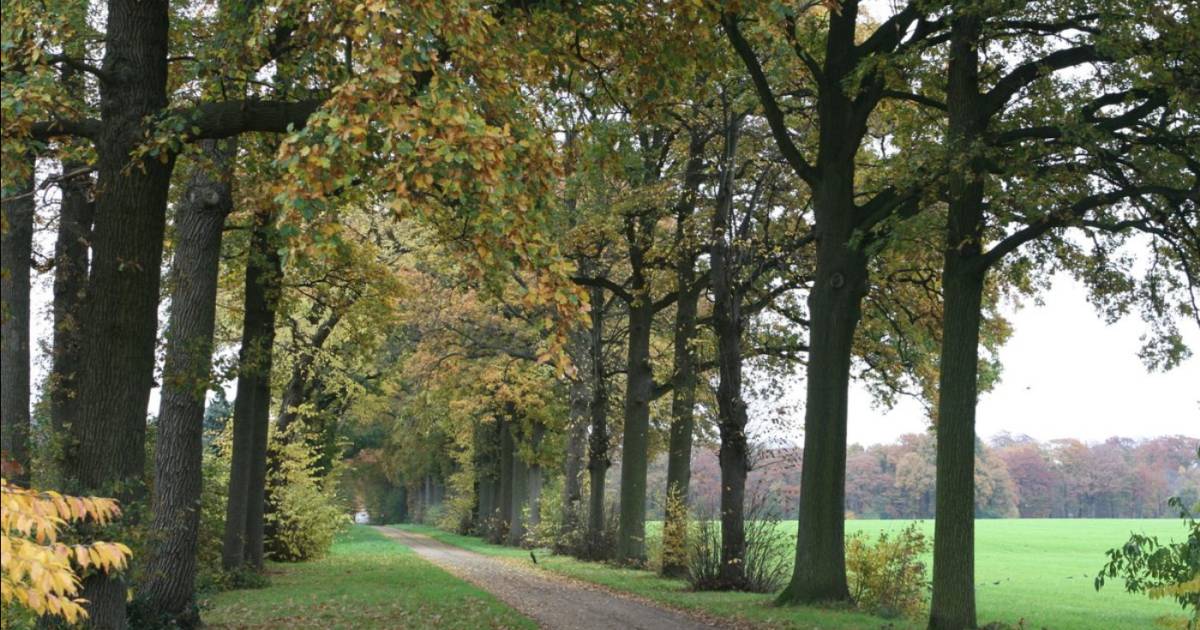 Beschermde dreef Ginhoven krijgt onderhoudsbeurt | Wuustwezel | hln.be