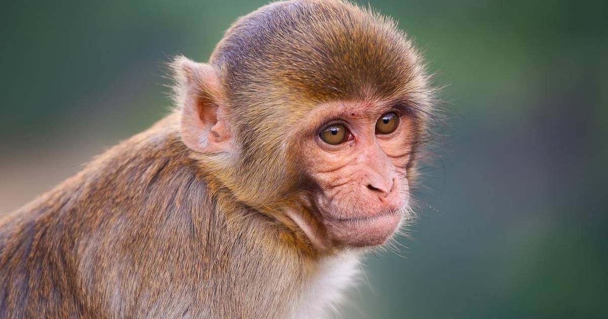 Un bébé retrouvé mort après avoir été kidnappé par un singe | Monde ...