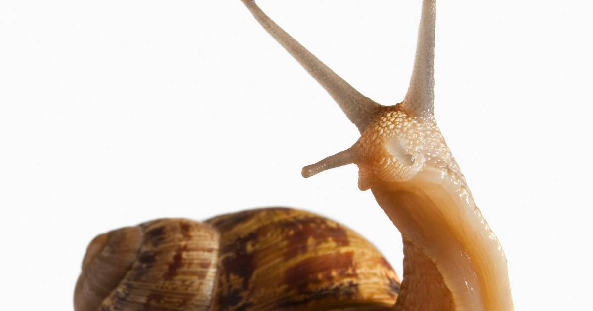 Uitheemse slak aan razendsnelle opmars bezig: let op dat je het beestje ...