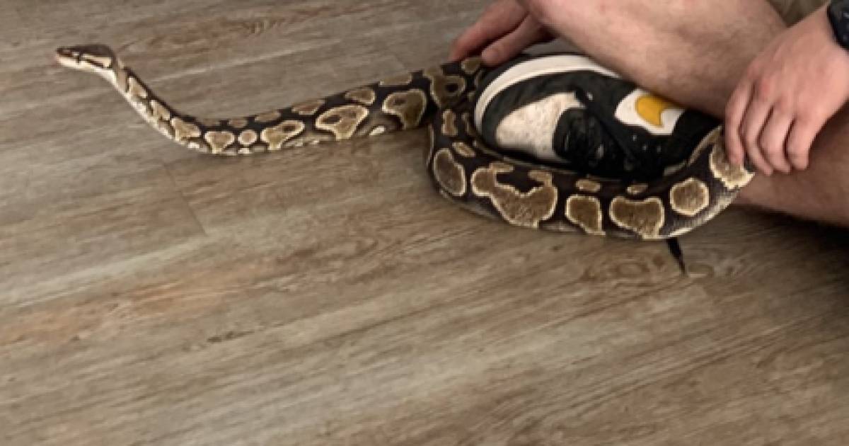 Ontsnapte koningspython in Elsendorp weer terecht | Gemert-Bakel | AD.nl