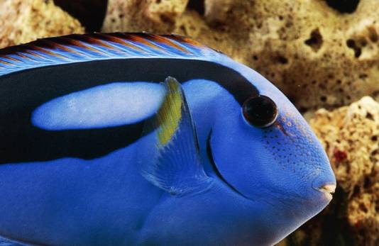 Finding Dory is leuk, maar laat het echte visje met rust! | Nieuws | AD.nl