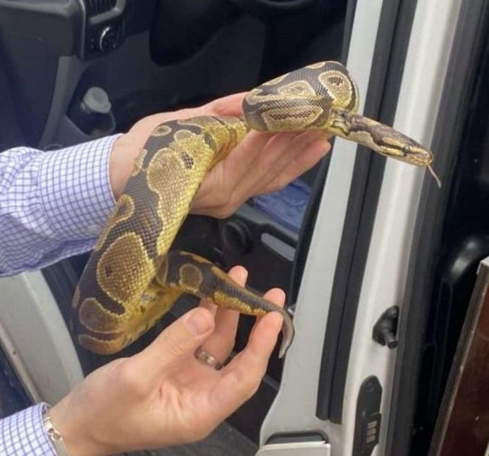Koningspython krioelt door badkamer, oude bewoners laten slang achter ...