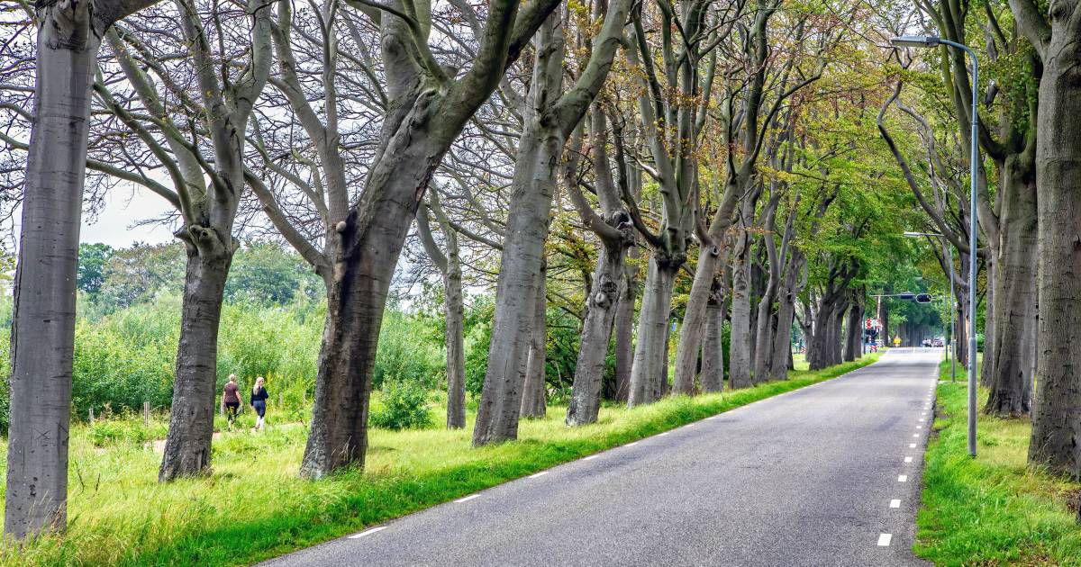 Met 88 nieuwe bomen krijgt Prinsenbeek een ‘stevige groene impuls ...