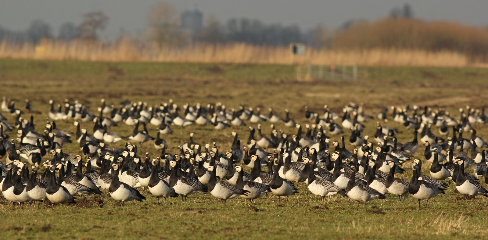 Geen saai moment voor boswachter Merijn: ‘Zie regelmatig moddervette ...