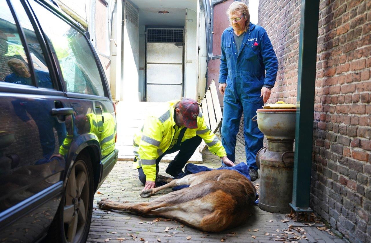 Edelhert zorgt voor commotie in centrum van Drunen, dartelt langs ...