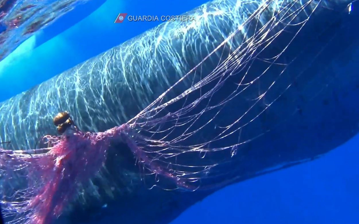 Potvis verstrikt in illegaal visnet bij Italiaanse eilanden | Foto | AD.nl