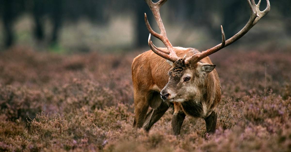 Tientallen mensen die bronstige edelherten willen horen burlen op de ...