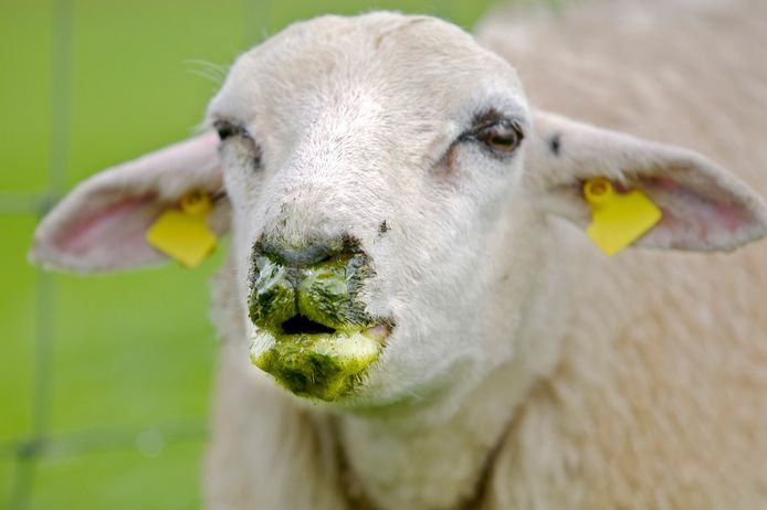 Blauwtongvirus slaat hard toe met 500 uitbraken in België | Binnenland ...