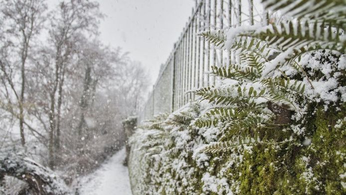 IN BEELD. Prachtige sneeuwtaferelen in Limburg, dierenwinkel maakt ...