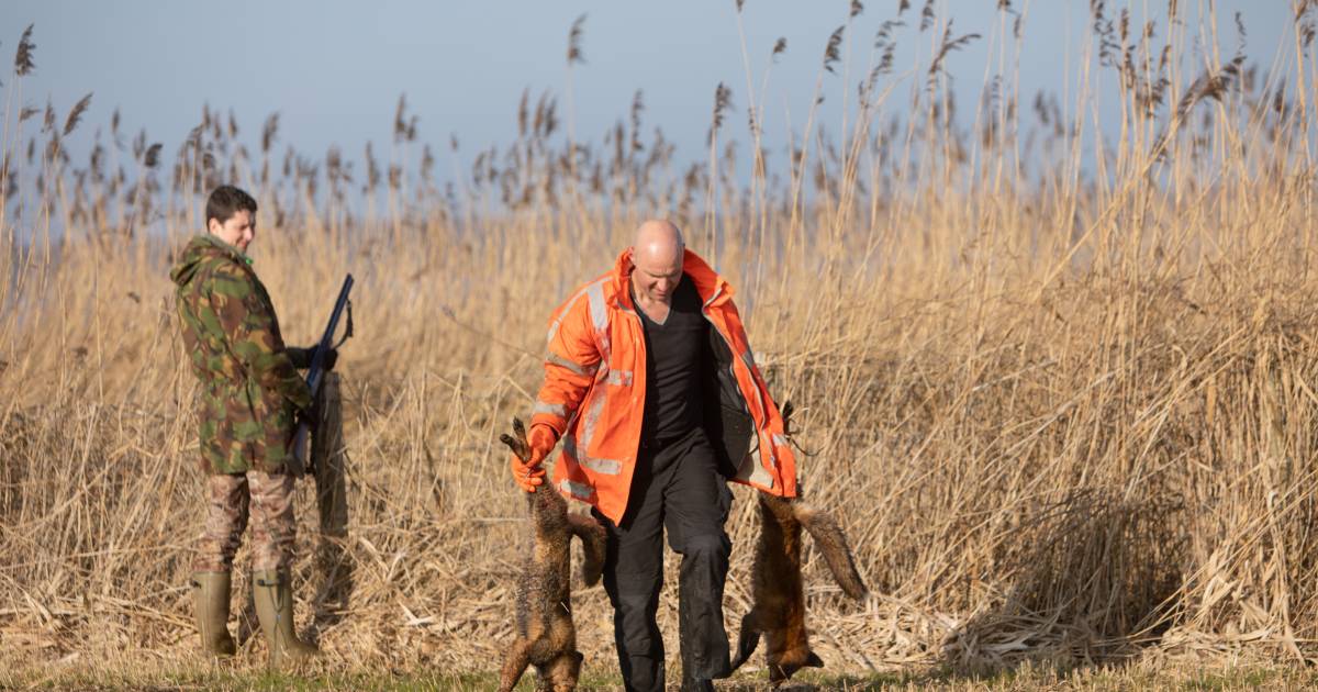Verbod is ten einde: jacht op de vos in provincie Utrecht weer geopend ...