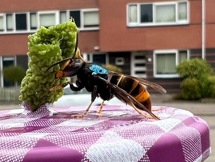 Gevreesde Aziatische ‘monsterwesp’ duikt op in Gouda: ‘Ik vind een ...