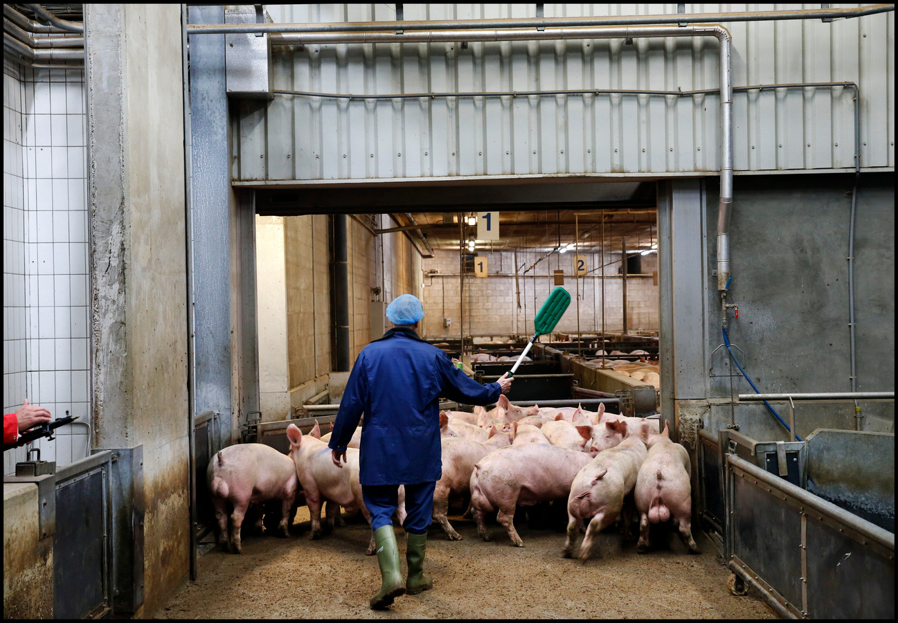 Horrorscenario's in slachthuizen: ‘Varken ging levend in broeibak met ...