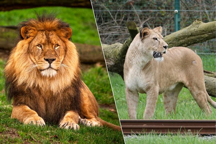 Leeuw Nestor veroorzaakt drama in Bellewaerde Park: leeuwin Maya ...
