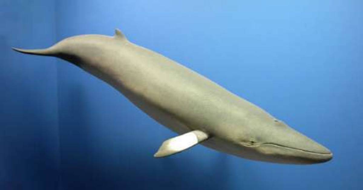 Noorwegen verlaagt quota vangst dwergvinvis | Dieren | hln.be