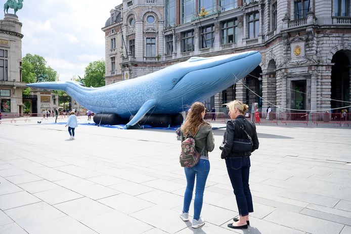 Blauwe vinvis ‘aangespoeld’ op Koningin Astridplein in Antwerpen ... Blauwe vinvis ‘aangespoeld’ op Koningin Astridplein in Antwerpen ...