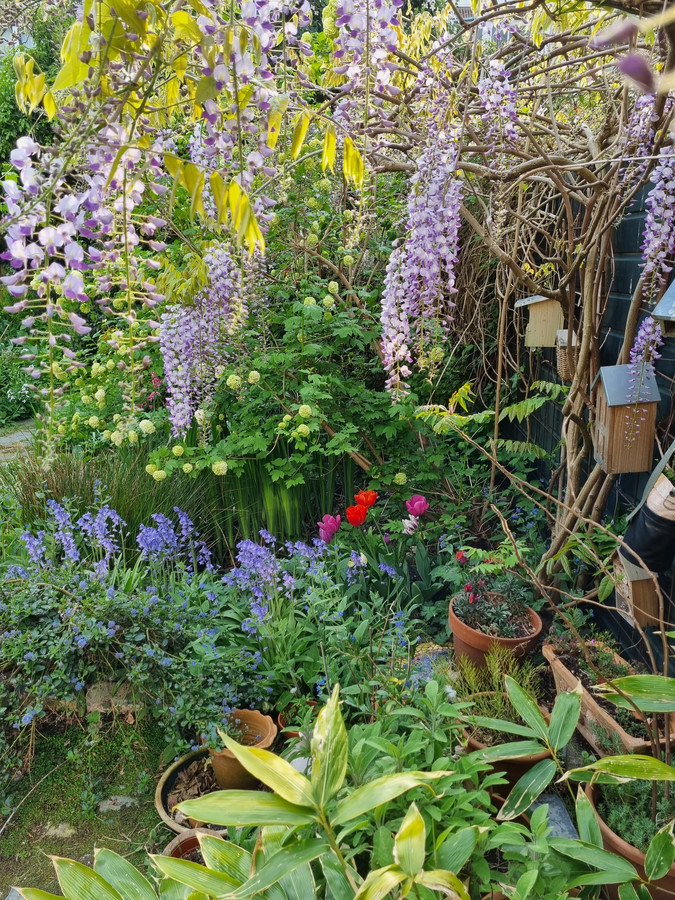 Joyce kreeg therapie van haar ‘goddelijke’ tuin: ‘Ik word er ontzettend blij van’ | Foto | AD.nl