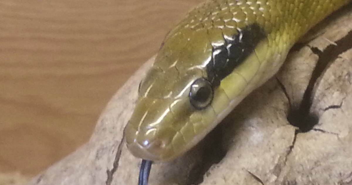 Taiwanese rattenslang plant zich voort in Vlaanderen | Dieren | hln.be