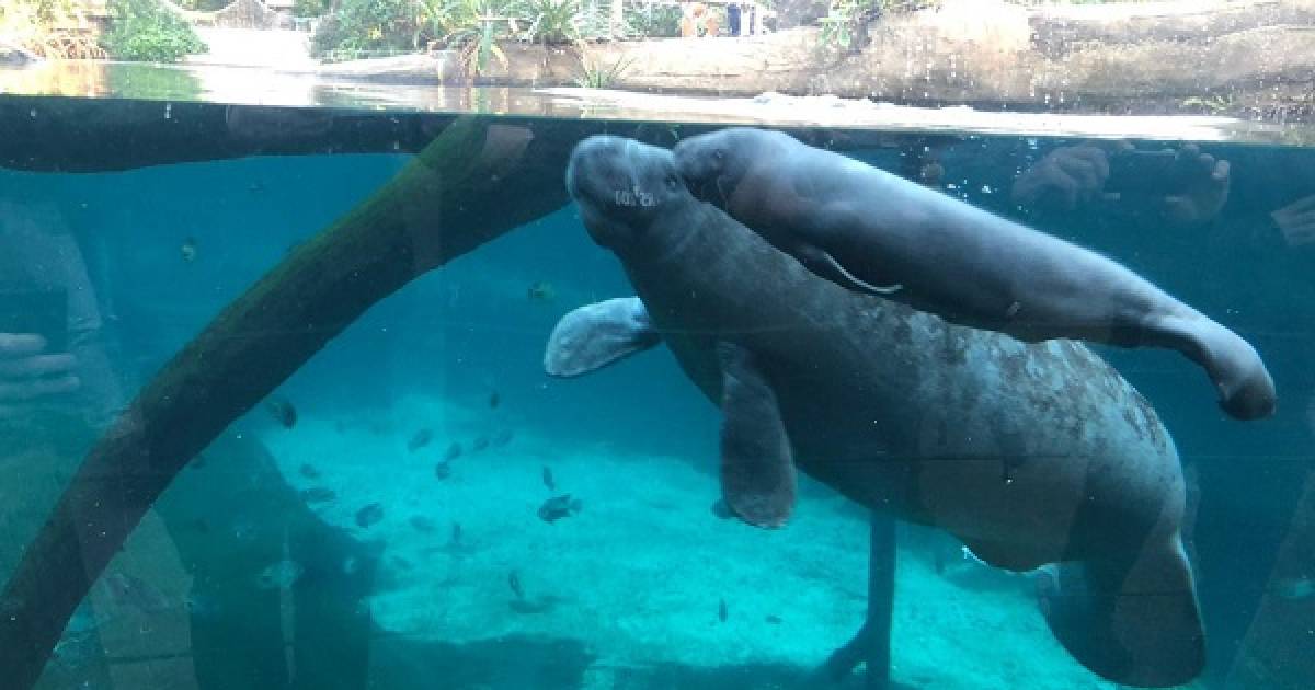 Kerngezonde zeekoe geboren in Nederlandse zoo | Dieren | hln.be