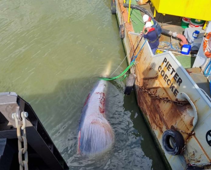 Dode walvis van 10 meter aangetroffen in Antwerpse haven: dier dreigt ...