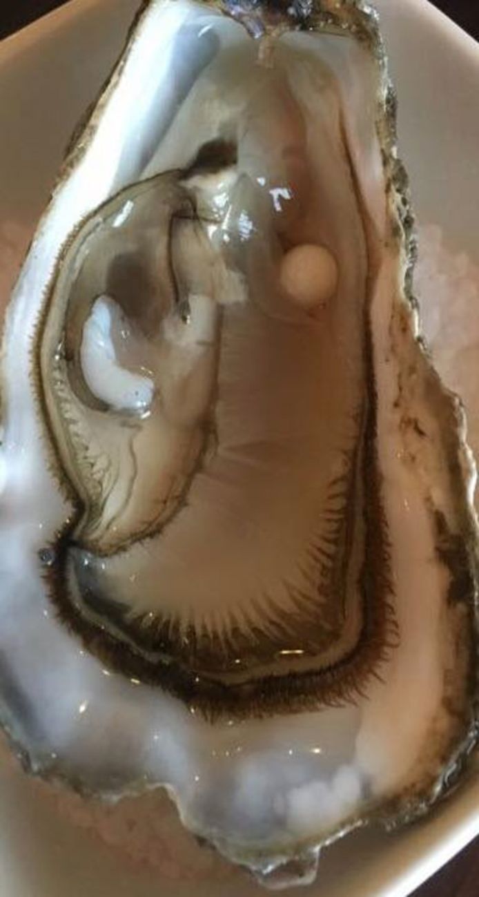 Restaurantgast vindt parel in oester: 'We gaan hem taxeren ...