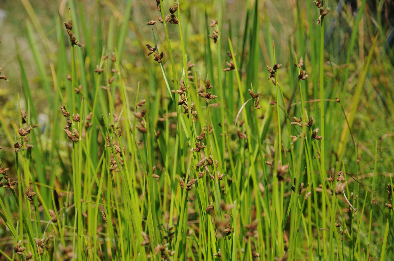 Nieuwe natuur in de Noordwaard zorgt voor verrassing: ‘Zeldzame ...