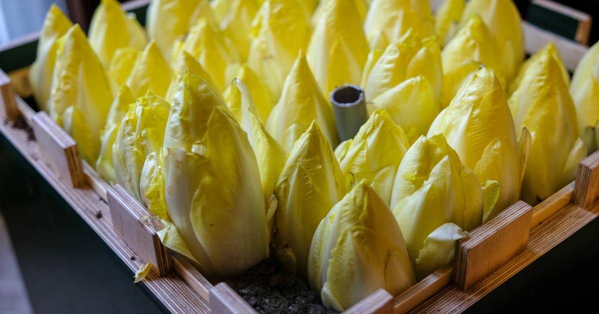 Witloof schittert heel februari op menukaart Kampenhoutse horecazaken ...