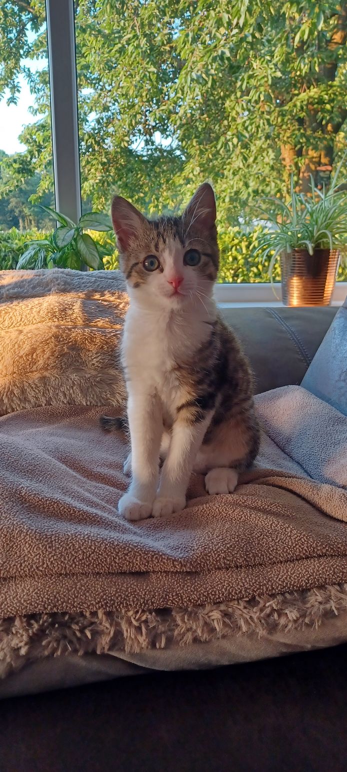 Dit zijn jullie inzendingen van de leukste katten op Wereldkattendag 2023 | Home | gelderlander.nl