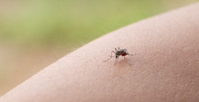 Dít is waarom de ene muggenbult meer jeukt dan de andere | Libelle