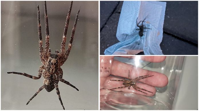 Deze grote spin hoort eigenlijk hier niet thuis, maar wordt steeds ...