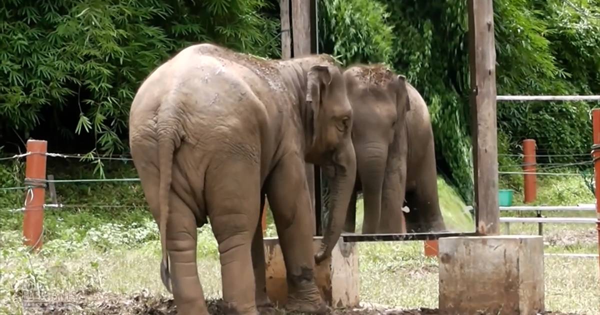 ‘Eenzaamste olifant’ Happy zit alleen in dierentuin en is dus niet ...