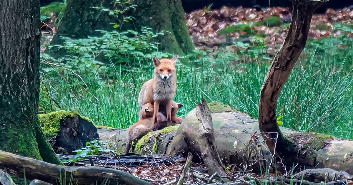 Vader en zoon Voss maken prachtig plaatje van voedende vos op de Veluwe ...