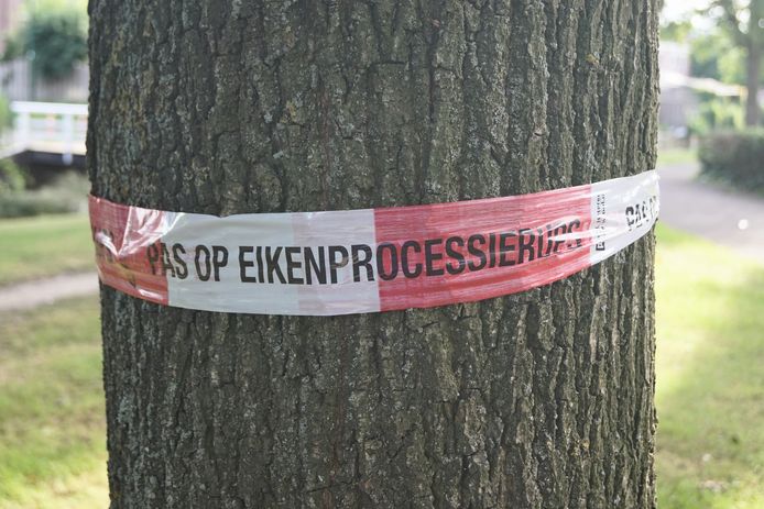 Klachten verdubbeld: dit doet de gemeente Utrecht tegen de eikenprocessierups | Utrecht | AD.nl