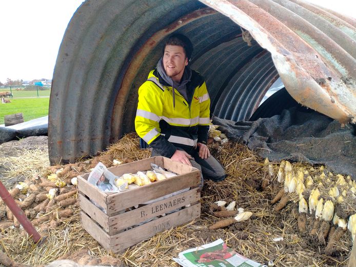 Ruben Peeters (24), de jongste witloofteler van Kampenhout: “Mijn ...