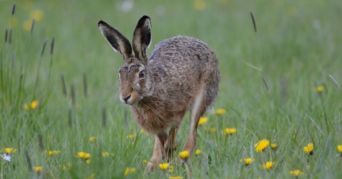 Zoef! De haas haalt snelheden van wel 65 kilometer per uur | Home ...