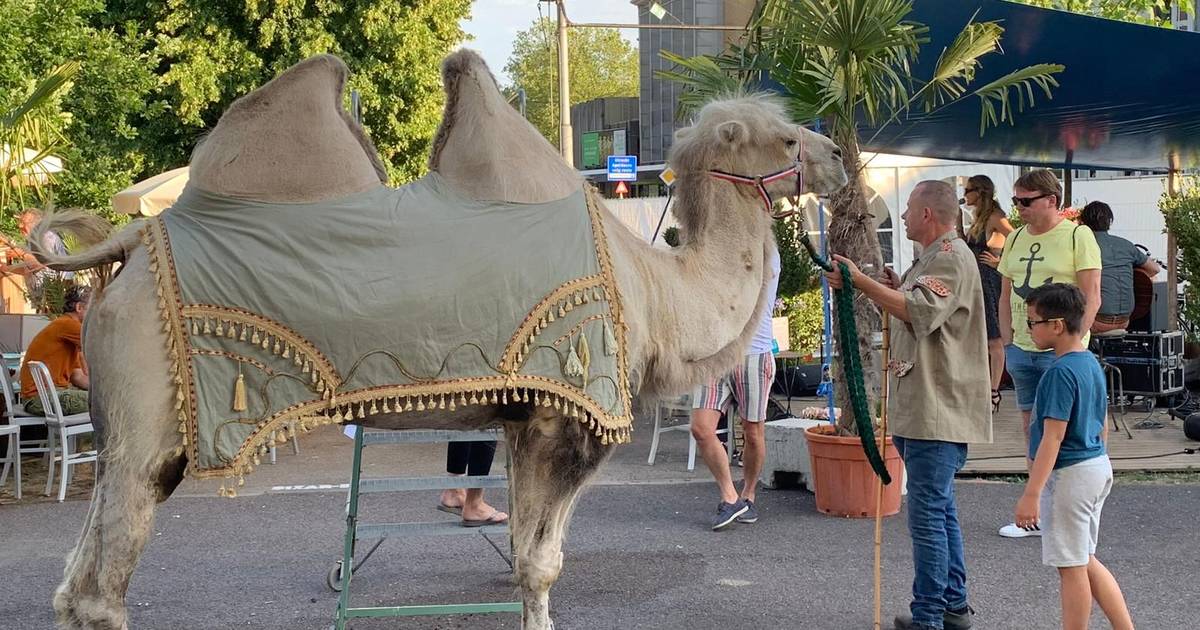 Arnhem gaat evenementen vooraf checken op dieren na kritiek op kamelen bij Arnhem Proeft ...