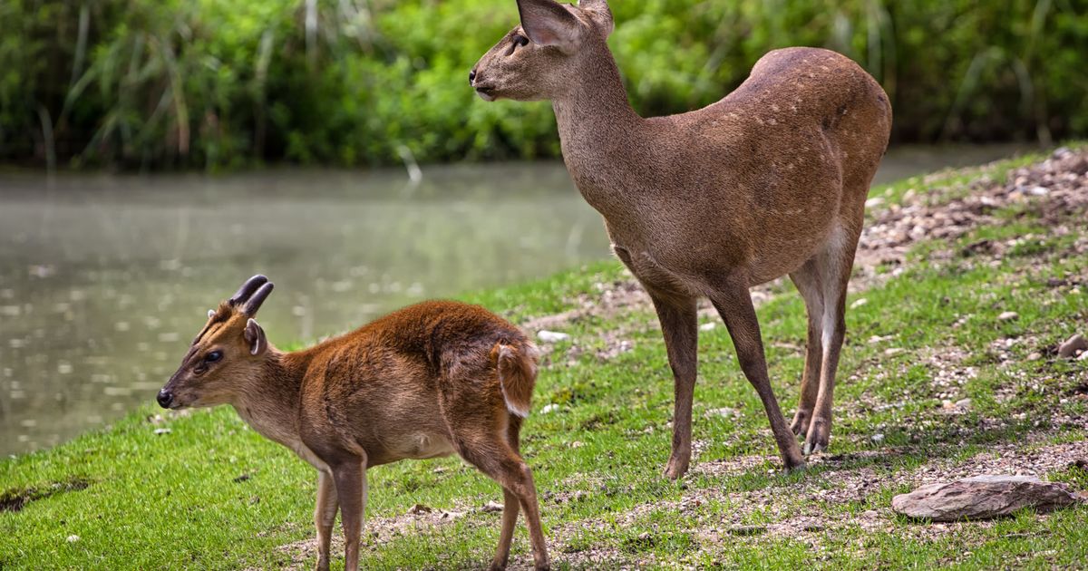 26 kleine hertjes afgemaakt, "want de wet is de wet” | De Krant | HLN