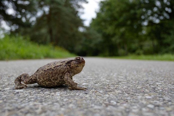 Paddentrek is begonnen: slagbomen in Drongengoedweg gaan ’s nachts ...