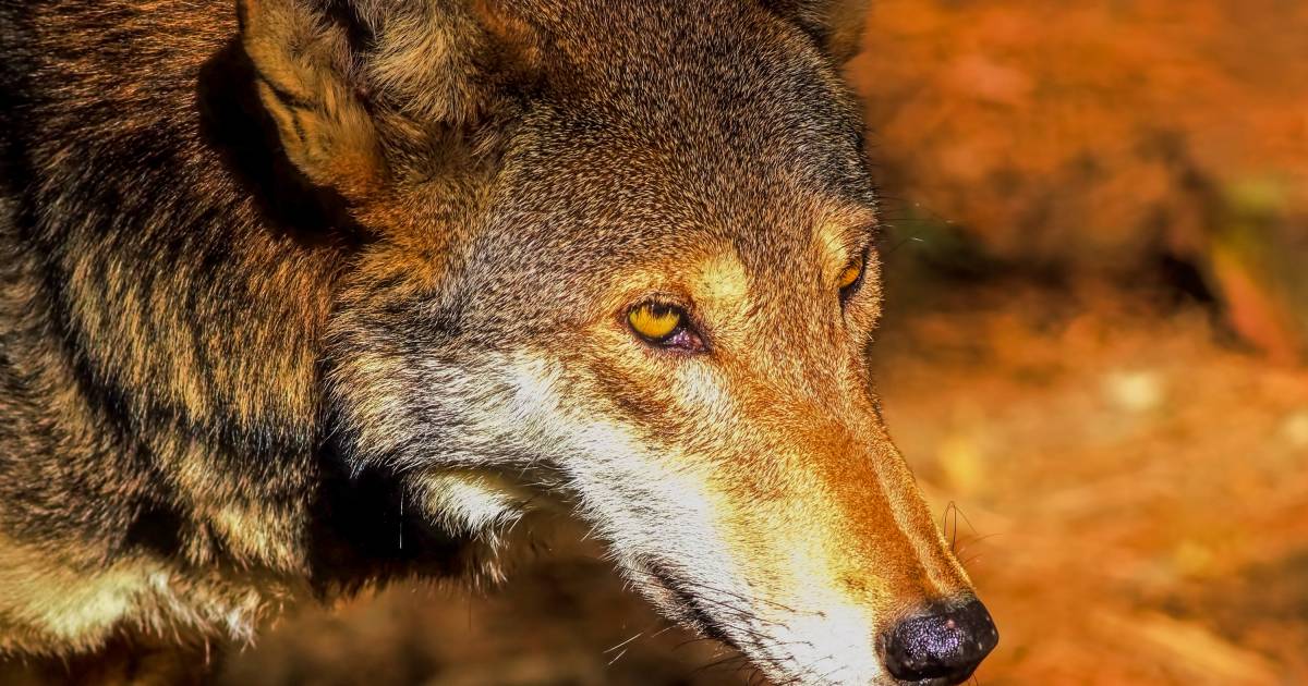 Welkom Wolf zamelt geld in voor wolvenverblijf in natuurhulpcentrum in ...