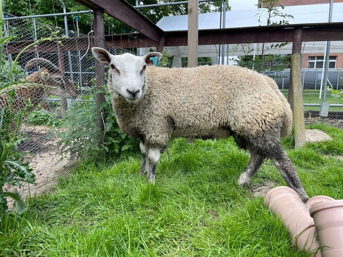 Zorgboerderij Huppeldepup vangt schapen op na illegale slachtingen ...