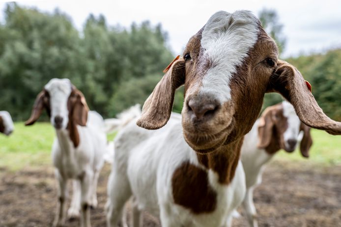 Schattig die geitjes die open plekken in bos begrazen: “Maar laat ze ...