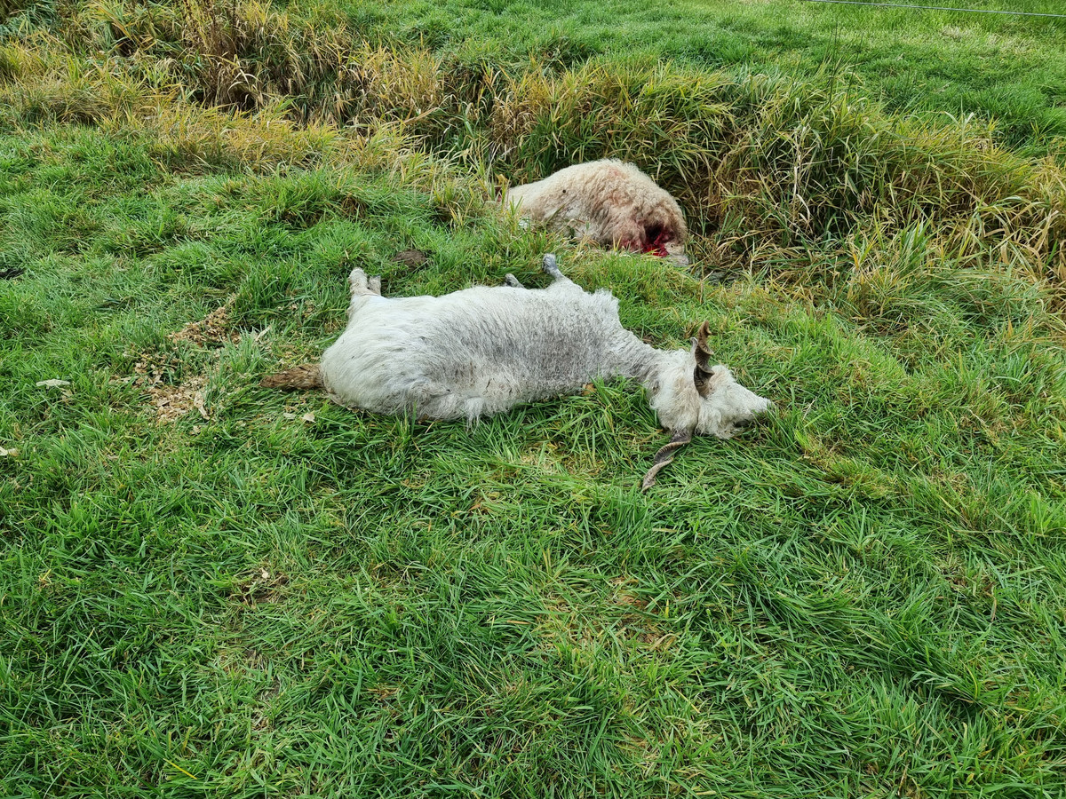 Wolf bijt schapen-zusjes dood in Achterhoek: ‘Ons blinde schaap is van ...