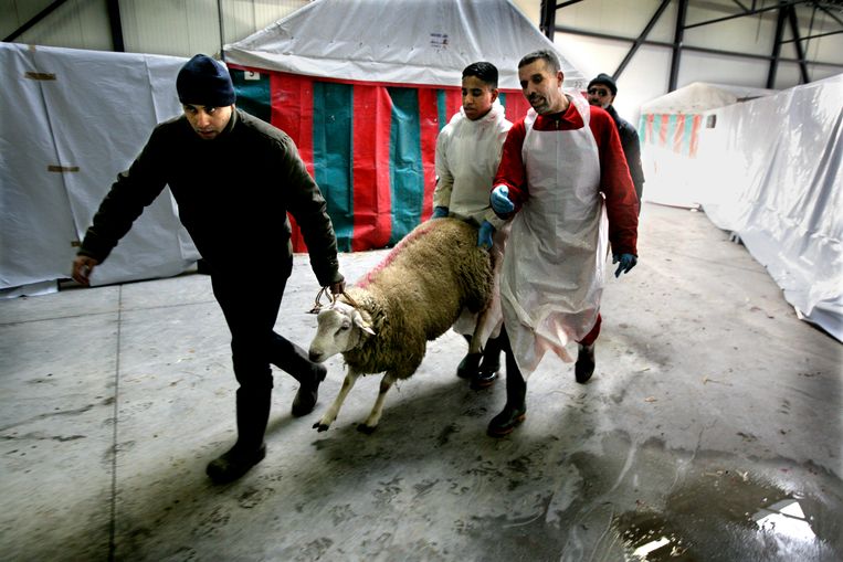 Veroorzaakt onverdoofd slachten nu echt meer dierenleed? Dit zegt de ...