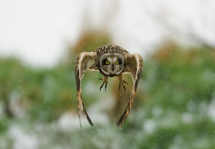 Aantal velduilen voorspellend voor veel muizen, het gaat goed met de ...
