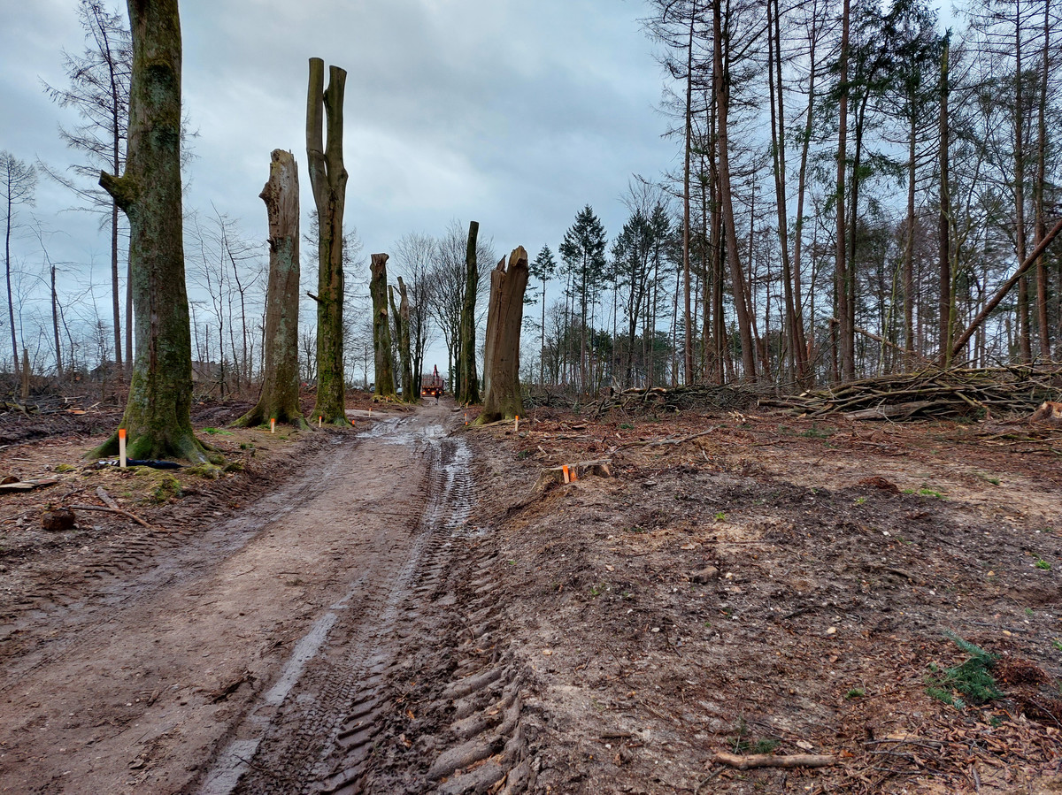Acht maanden na vernietigende valwind in Leersum: herstel is begonnen ...