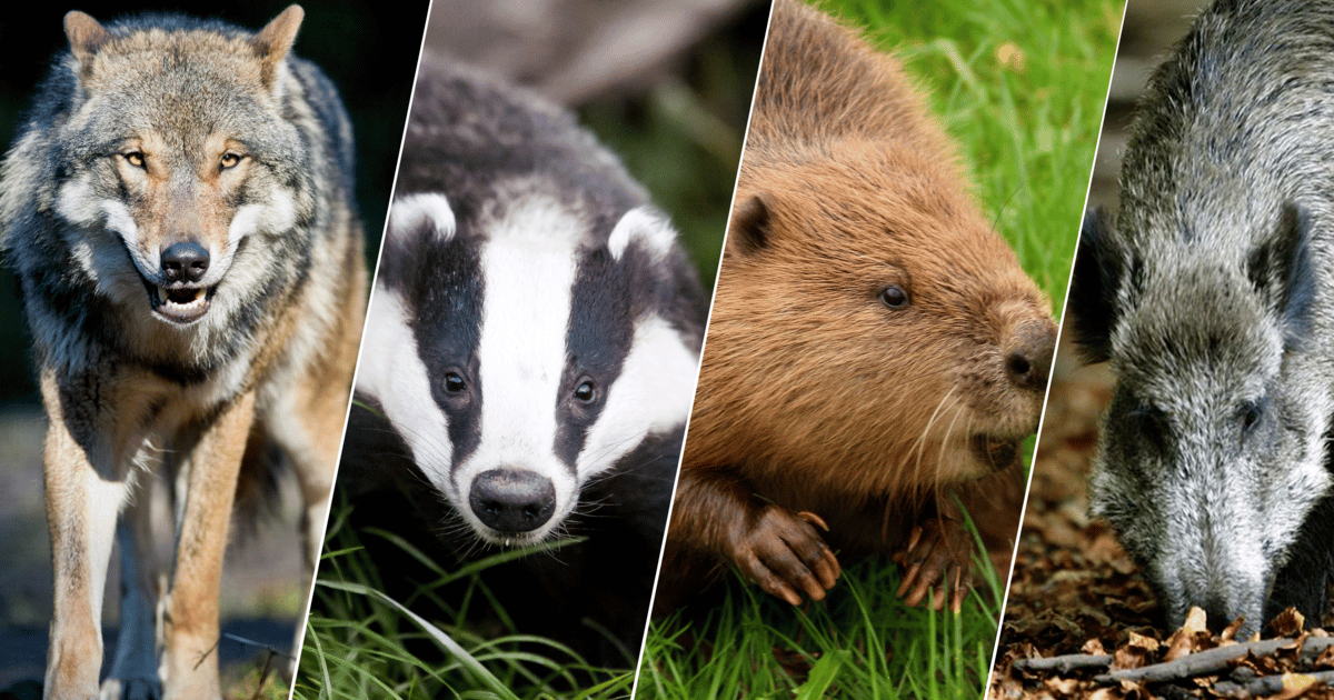 Dassen, wolven, bevers: we botsen met dieren, maar moet de mens zich ...