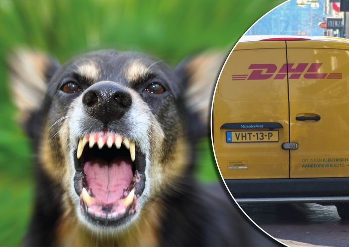 DHL spreekt zich uit na groeiend aantal bijtincidenten: ‘Houd hond weg ...
