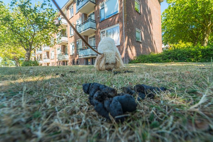 Van hondendrol tot caviakeutels: alle soorten poep zijn welkom bij ...