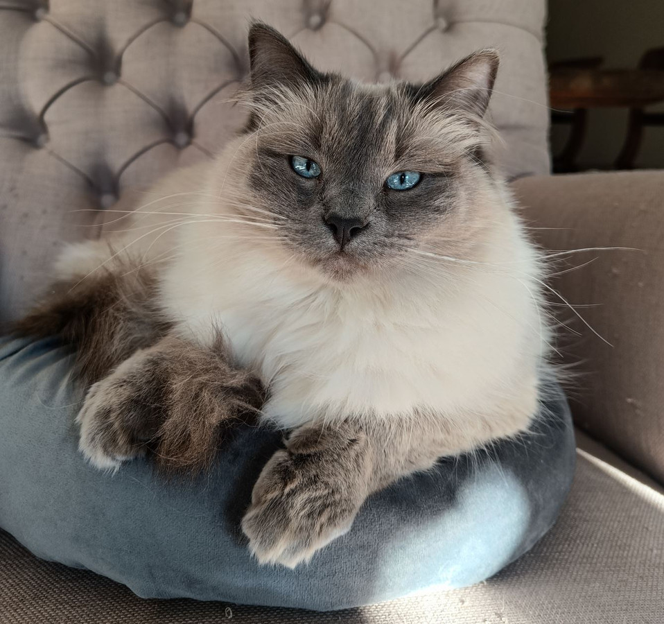 Dit zijn jullie inzendingen van de leukste katten op Wereldkattendag 2023 | Foto | AD.nl