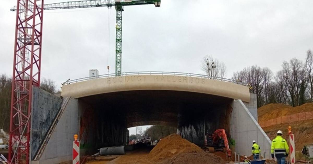 Eerste fase bouw ecoduct Hallerbos afgerond | Halle | hln.be