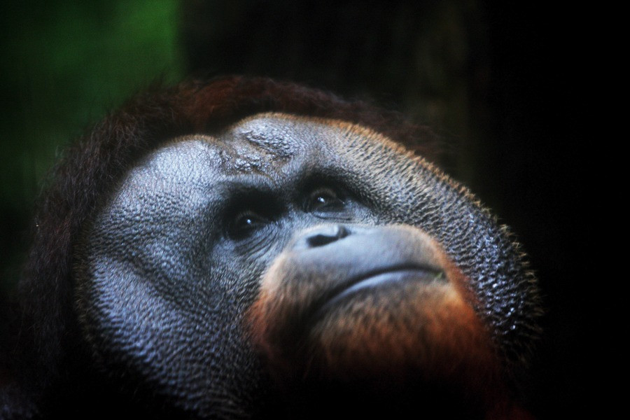 Indonesiërs eten orang-oetan | Foto | destentor.nl